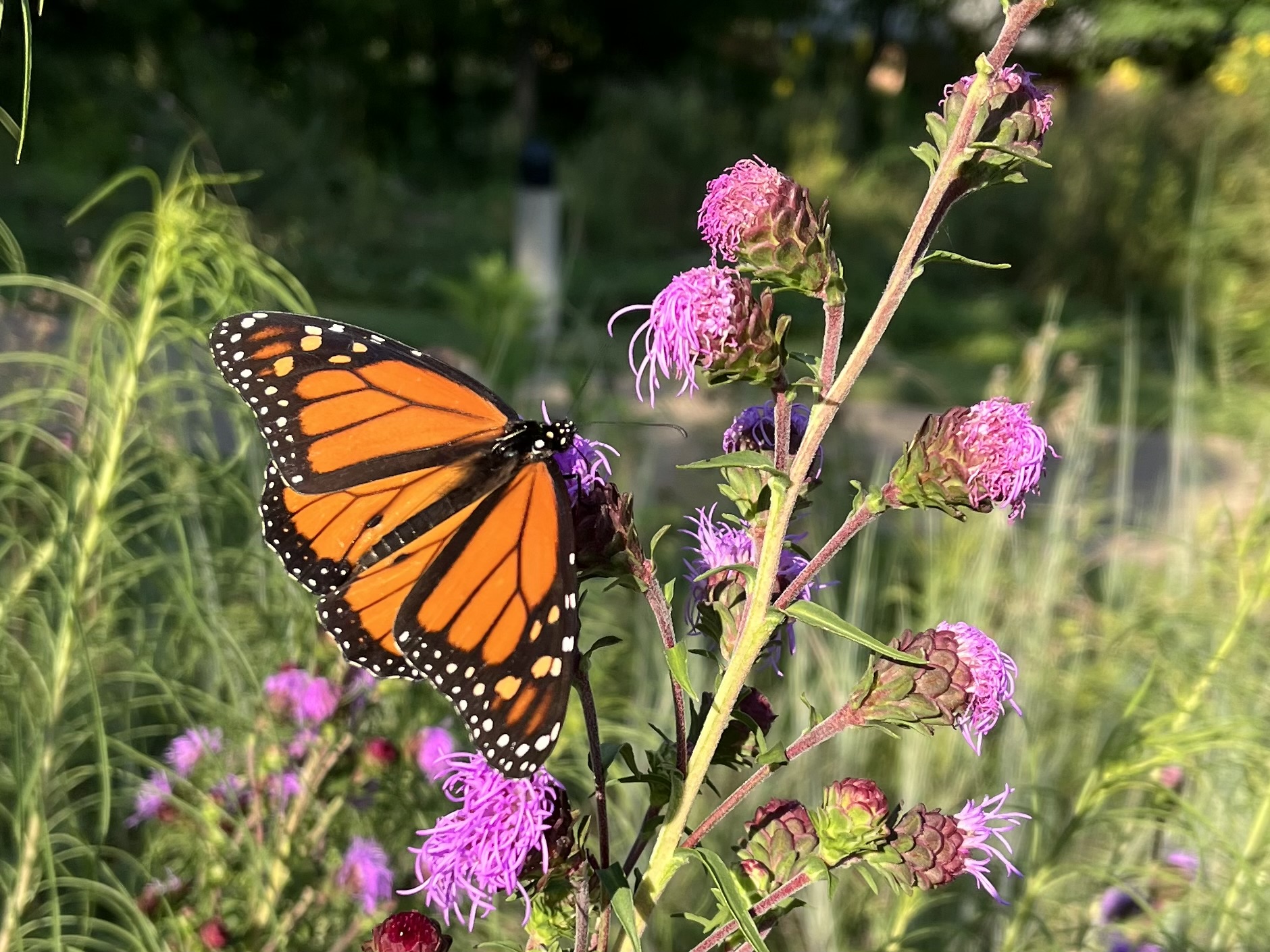 Hasta Luego Monarchs Celebrates 10 Years At The Pollinator Prairie